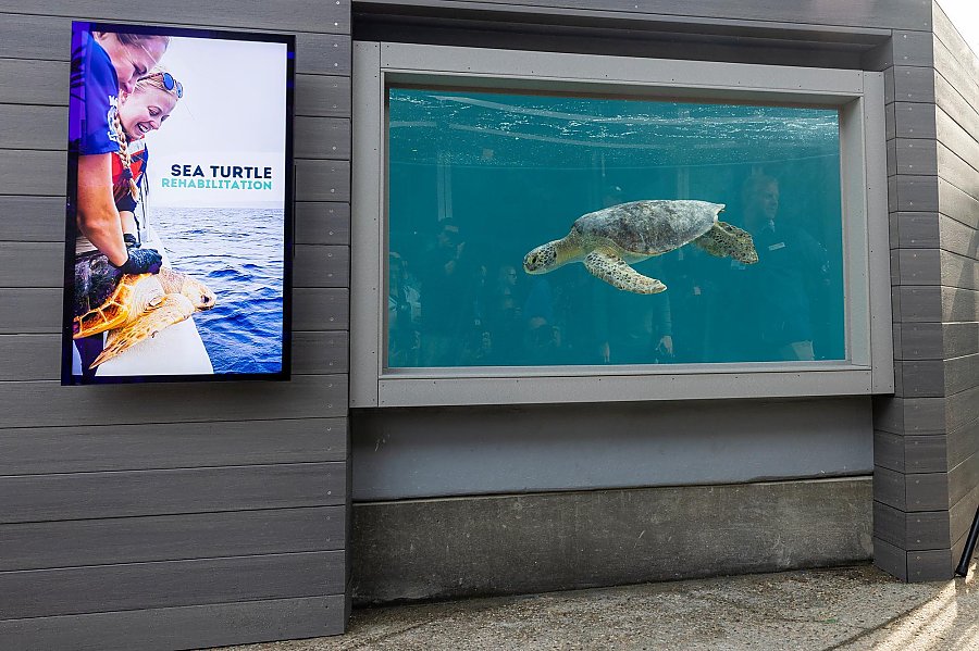 Porkchop, a Rescued Green Sea Turtle, Returns Home After Receiving Care ...