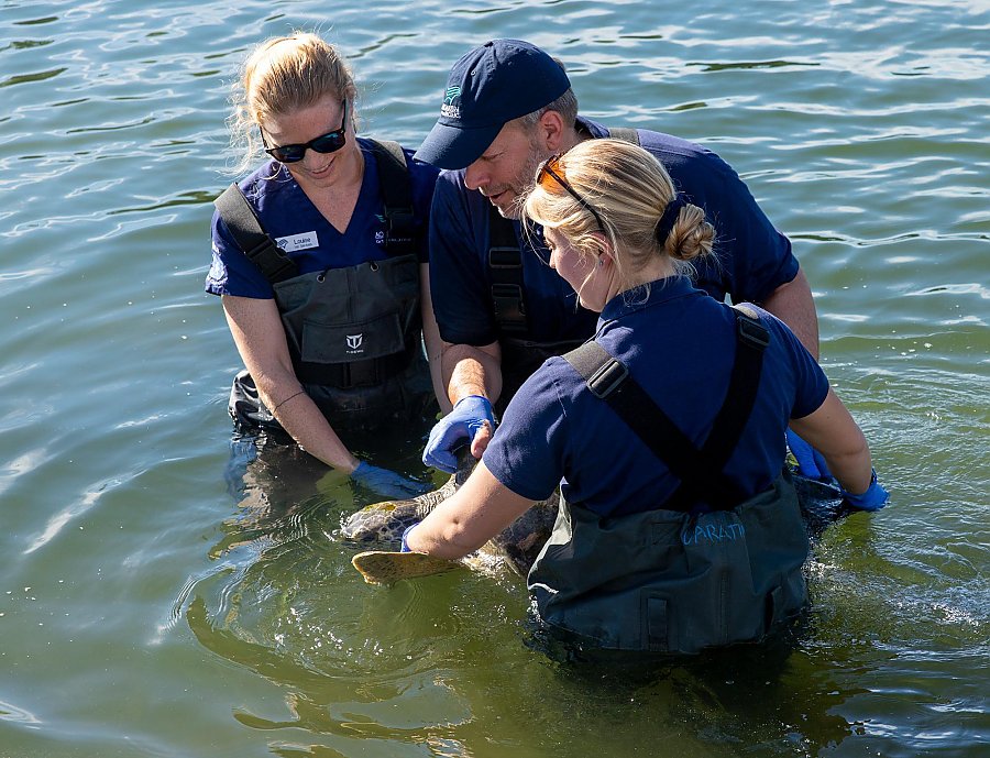 Porkchop, a Rescued Green Sea Turtle, Returns Home After Receiving Care ...