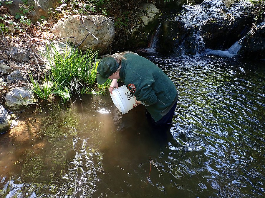 Hundreds of California red-legged frog tadpoles raised at Aquarium of ...