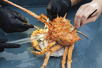 Caring for Crustaceans with Creativity | Aquarium News | Aquarium of ...
