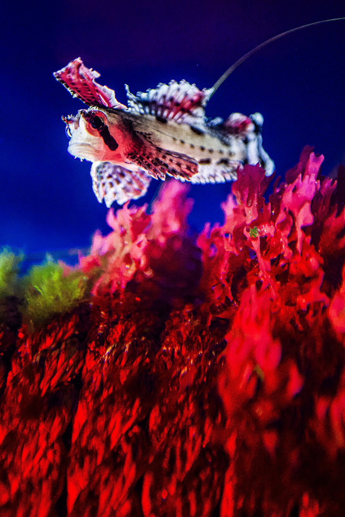 2025 Photographers Night Photo Contest Winners | Aquarium News ...