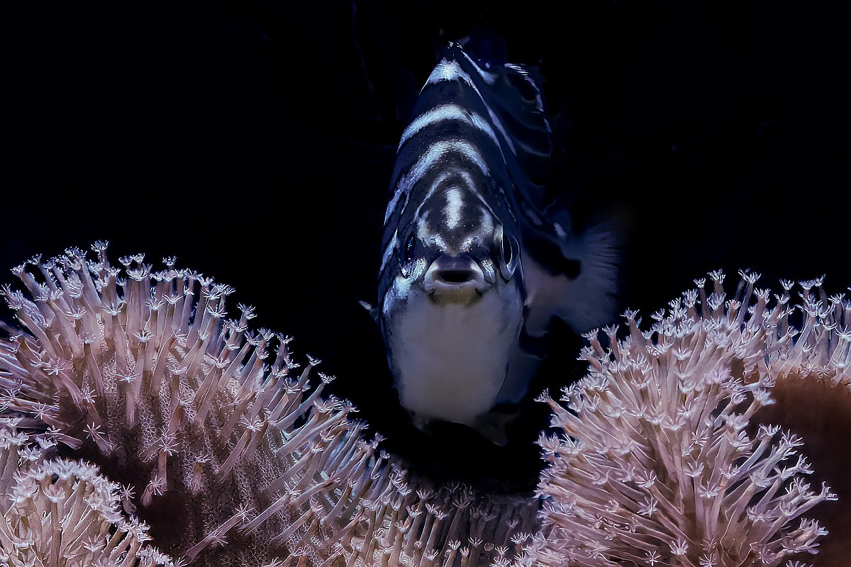 2025 Photographers Night Photo Contest Winners | Aquarium News ...