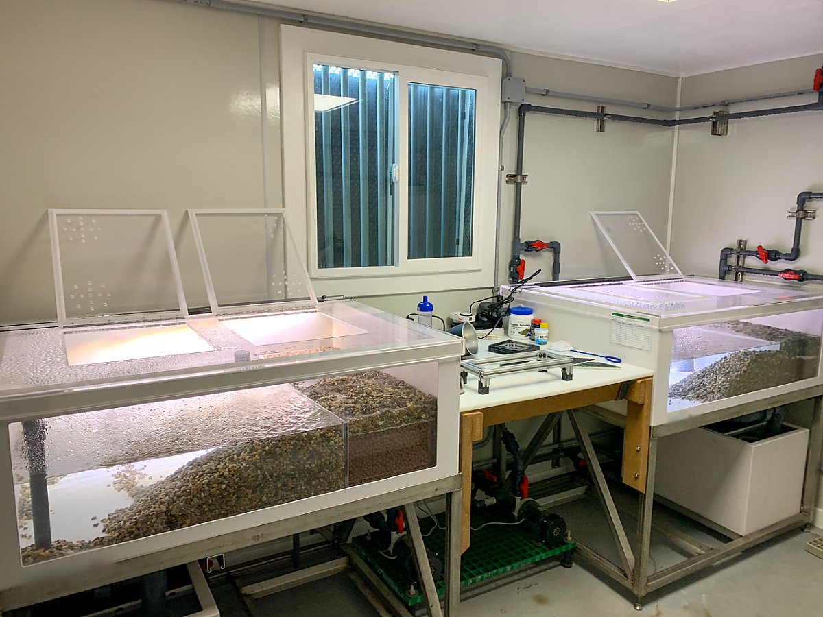 Endangered Frog Tadpoles Arrive at the Aquarium | Aquarium News ...