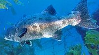 Giant Sea Bass | Online Learning Center | Aquarium of the Pacific