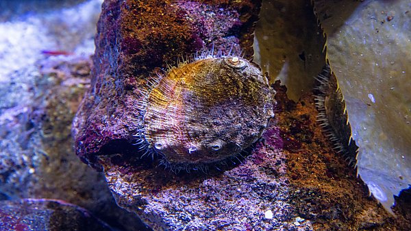 Charting the Next Five Years for the Endangered White Abalone ...