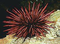 Red Sea Urchin | Online Learning Center | Aquarium of the Pacific