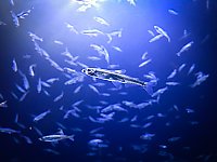 Delta Smelt | Online Learning Center | Aquarium of the Pacific
