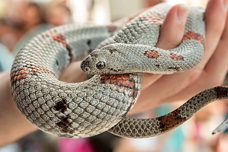 Gray-Banded Kingsnake | Online Learning Center | Aquarium of the Pacific