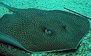 Reticulate Whipray | Online Learning Center | Aquarium of the Pacific