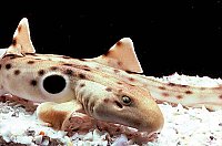 Animal Database | Online Learning Center | Aquarium of the Pacific