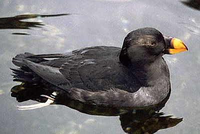 Tufted Puffin | Online Learning Center | Aquarium of the Pacific