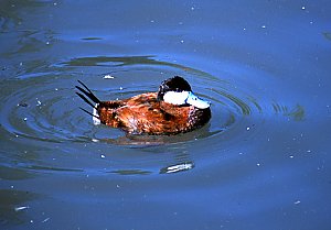 Shorebird Sanctuary | Southern California Gallery | Aquarium of the Pacific