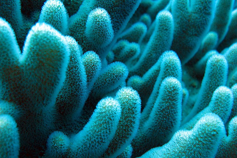 Staghorn Coral | Online Learning Center | Aquarium of the Pacific