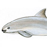 Animal Database | Online Learning Center | Aquarium of the Pacific