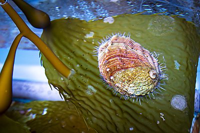 White Abalone | Marine Species Report Card | Aquarium of the Pacific