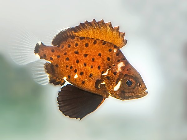 Giant Sea Bass | Marine Species Report Card | Aquarium of the Pacific