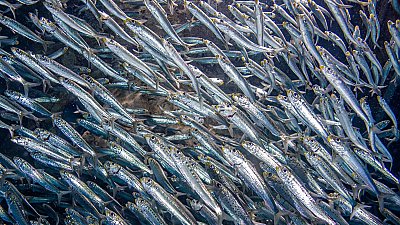 Pacific Sardine | Marine Species Report Card | Aquarium of the Pacific