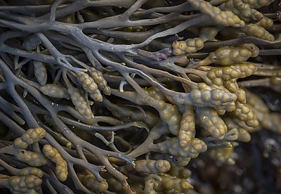 Golden Rockweed | Marine Species Report Card | Aquarium of the Pacific