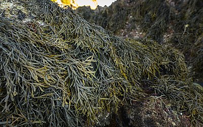Golden Rockweed | Marine Species Report Card | Aquarium of the Pacific