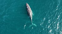 Eastern North Pacific Gray Whale | Marine Species Report Card ...