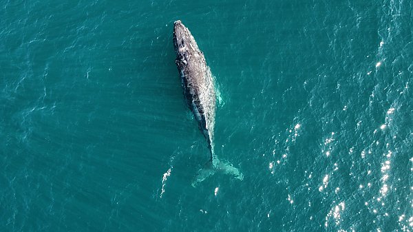 Eastern North Pacific Gray Whale | Marine Species Report Card ...