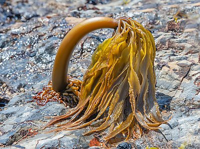 Sea Palm | Marine Species Report Card | Aquarium of the Pacific