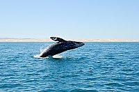 Eastern North Pacific Gray Whale | Marine Species Report Card ...