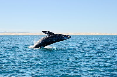 Eastern North Pacific Gray Whale | Marine Species Report Card ...
