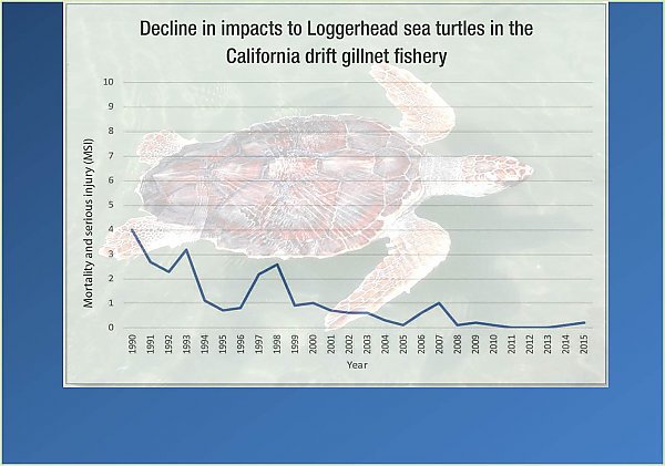 Bycatch | Seafood for the Future | Aquarium of the Pacific