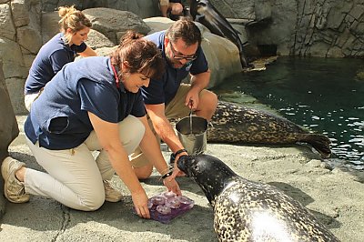 Harbor Seal Shelby Celebrates 21st Birthday | Aquarium News | Aquarium ...