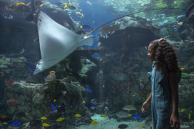 Aquarium Summer Camps | Aquarium of the Pacific