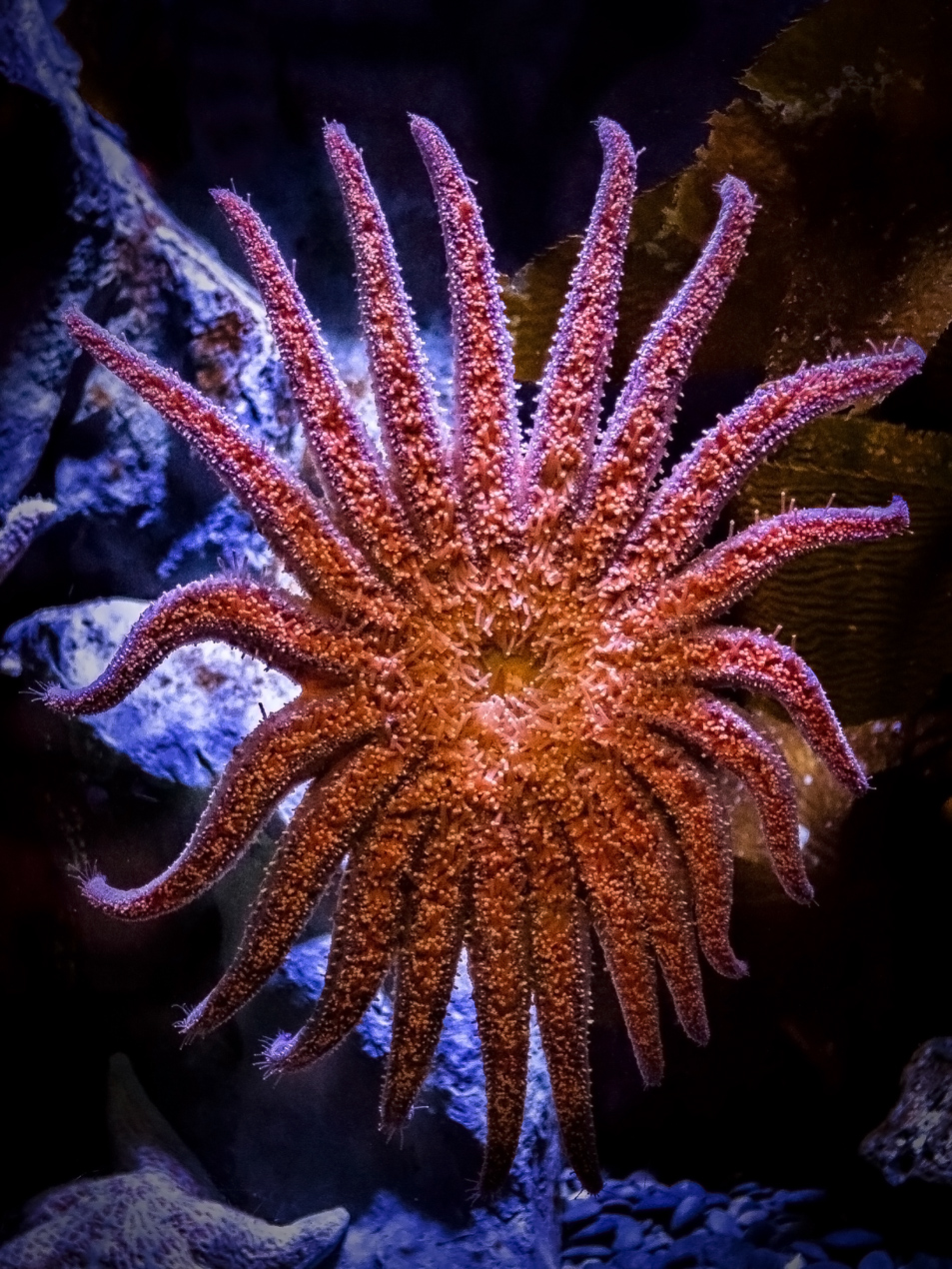 Conservation Corner Spring 2025 | Pacific Currents | Aquarium of the ...