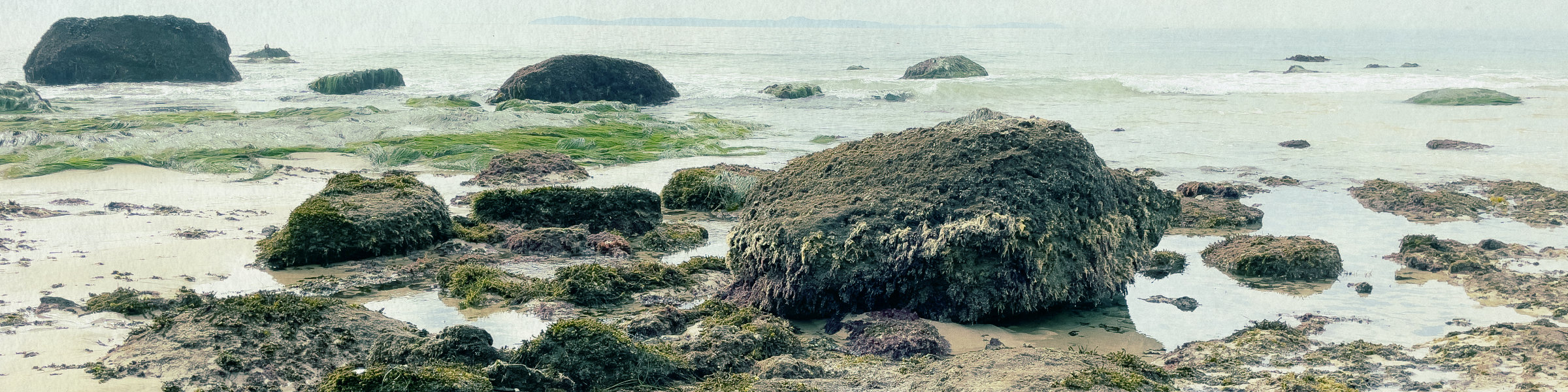 Contributors | Marine Species Report Card | Aquarium of the Pacific